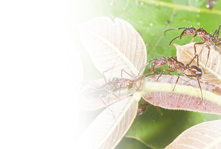 Get Expert Help Against Vermin | Fantastic Pest Control Perth