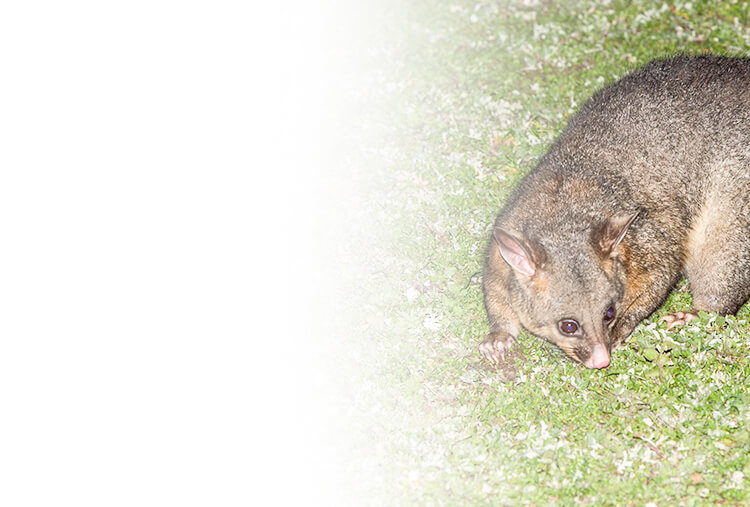 Possum Removal Services in Brisbane | Skilled Possum Catchers