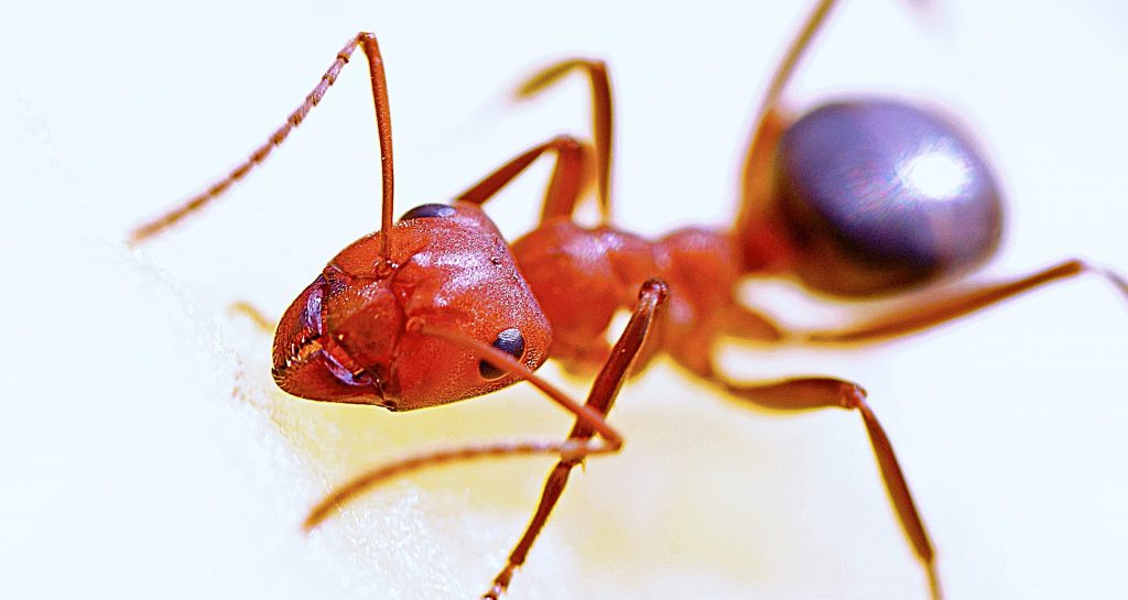 Do Ants Sleep? | Fantastic Pest Control